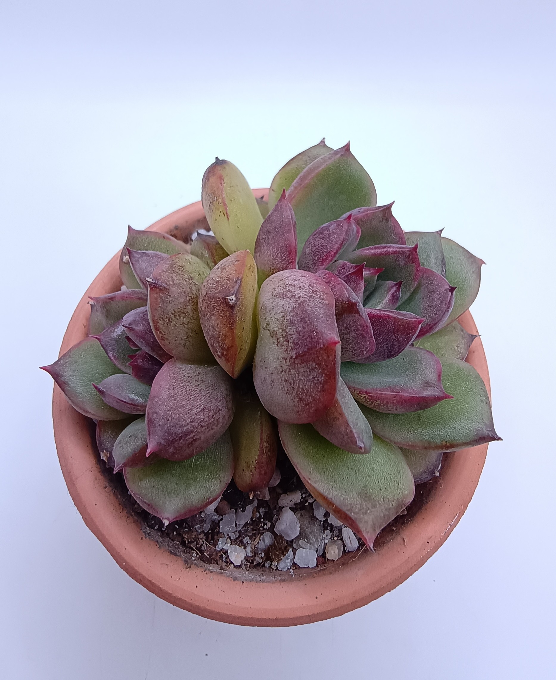 Echeveria black rose 2 cabezas - Mery Plantys